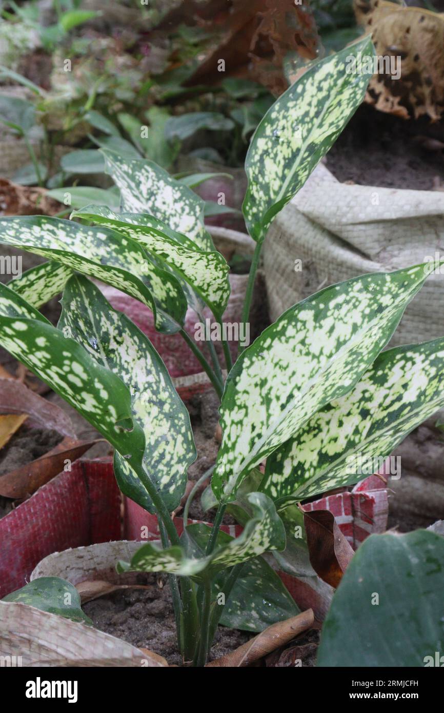 Aglaonema snow white plant hi-res stock photography and images - Alamy
