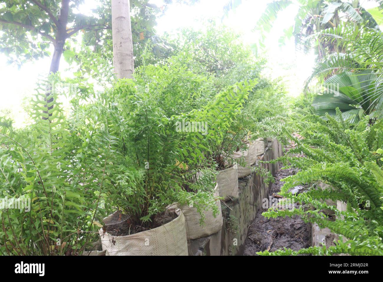 Group of vascular hi-res stock photography and images - Alamy