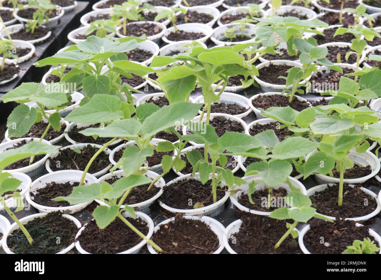 Paulownia elongata hi-res stock photography and images - Alamy