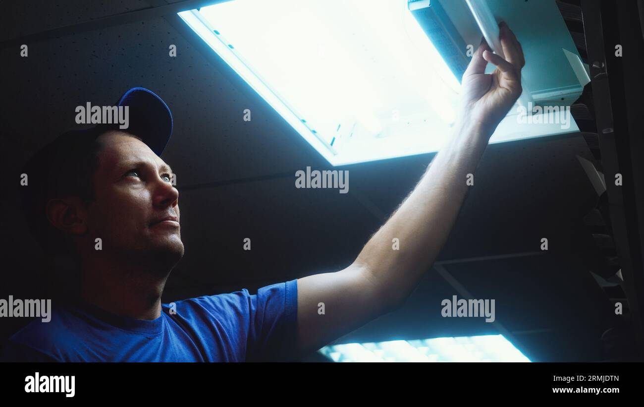 Professional electrician changes fluorescent lamp in ceiling lamp ...