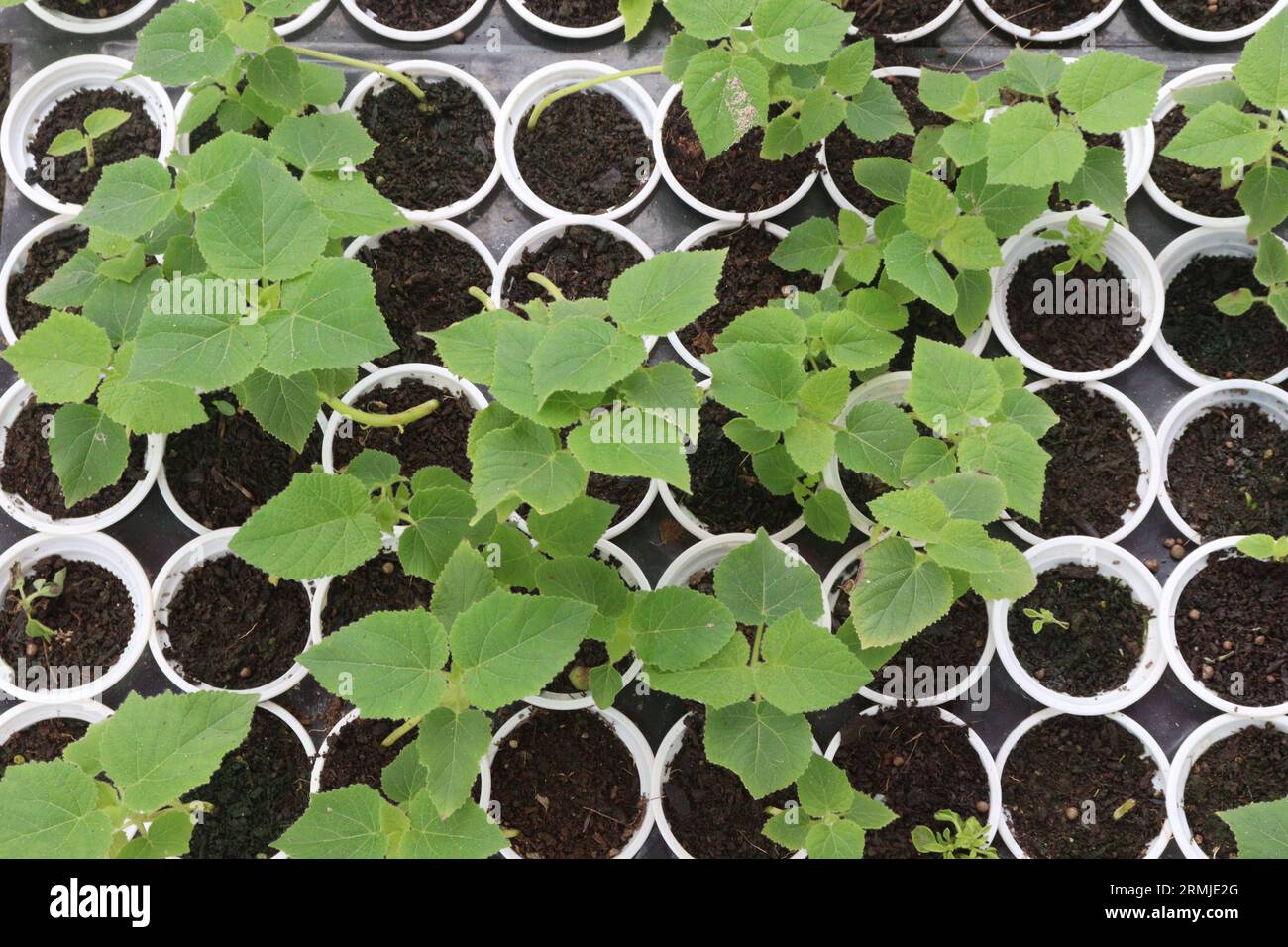 Paulownia elongata hi-res stock photography and images - Alamy