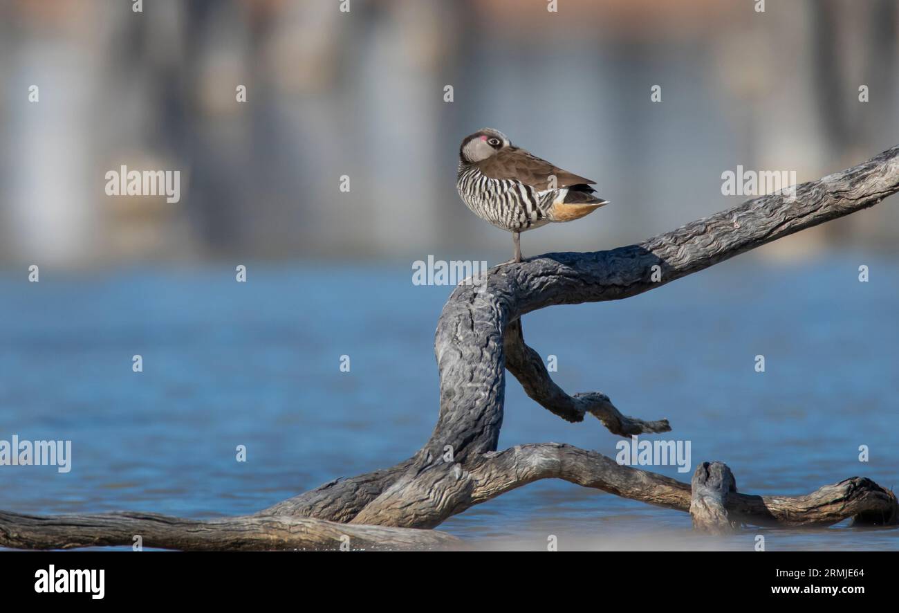 Pink eared duck, Malacorhynchus membranaceus, perched on a branch in a ...