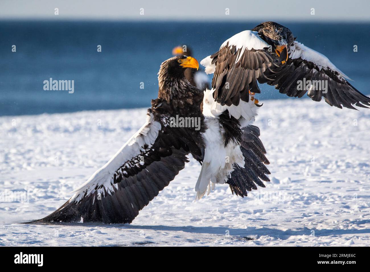 Steller's Eagle flying (Haliaeteus pelagicus),2 raptors are fighting in ...