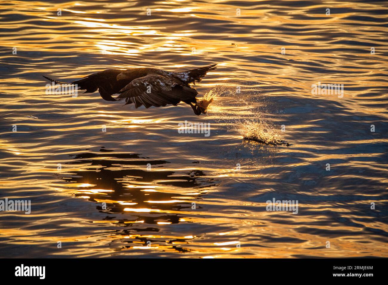 White-tailed eagle (Haliaeetus albicilla), sea eagle, in flight with ...