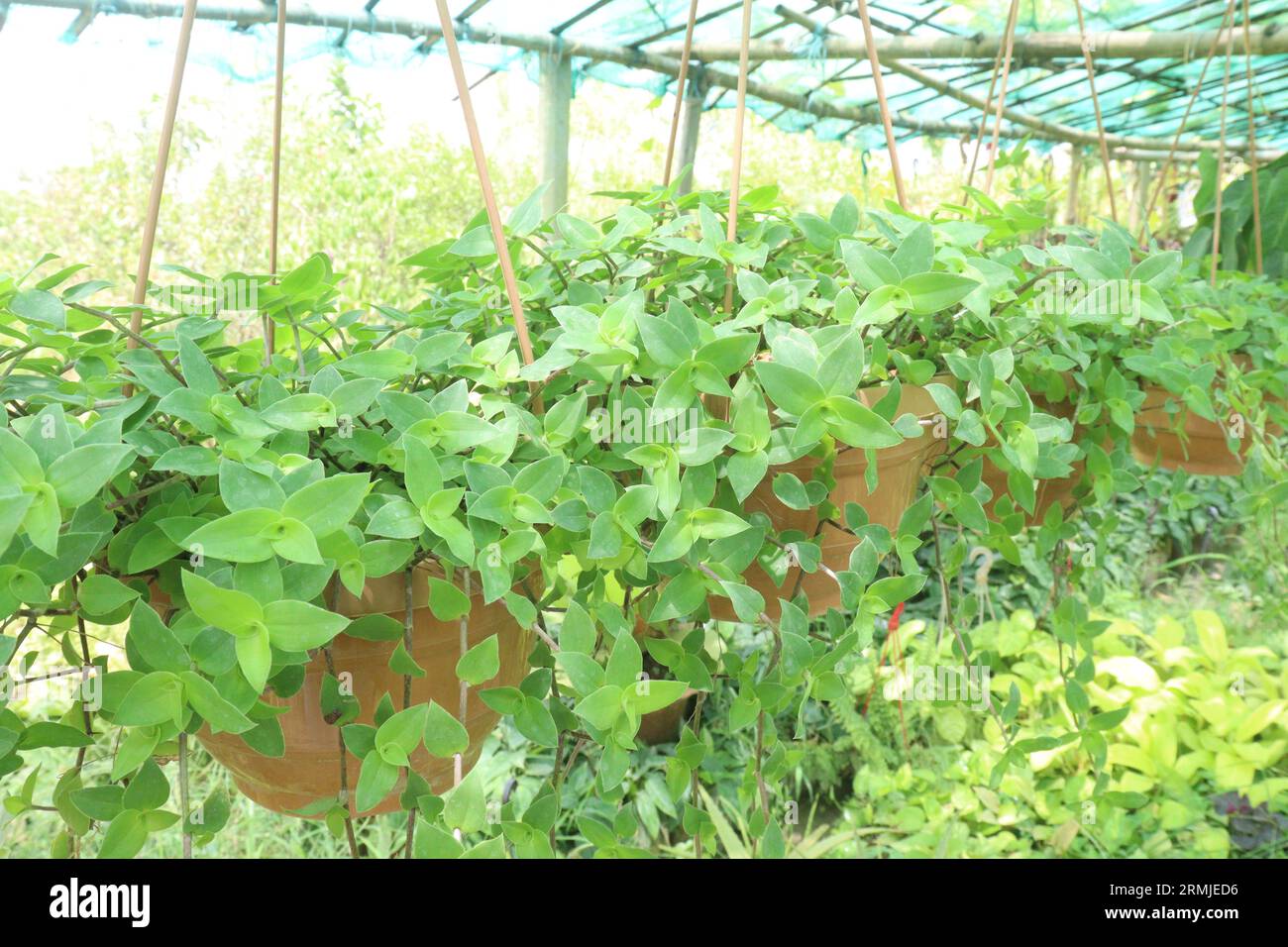 Small leaf spiderwort leaf plant on hanging pot in farm for harvest are ...