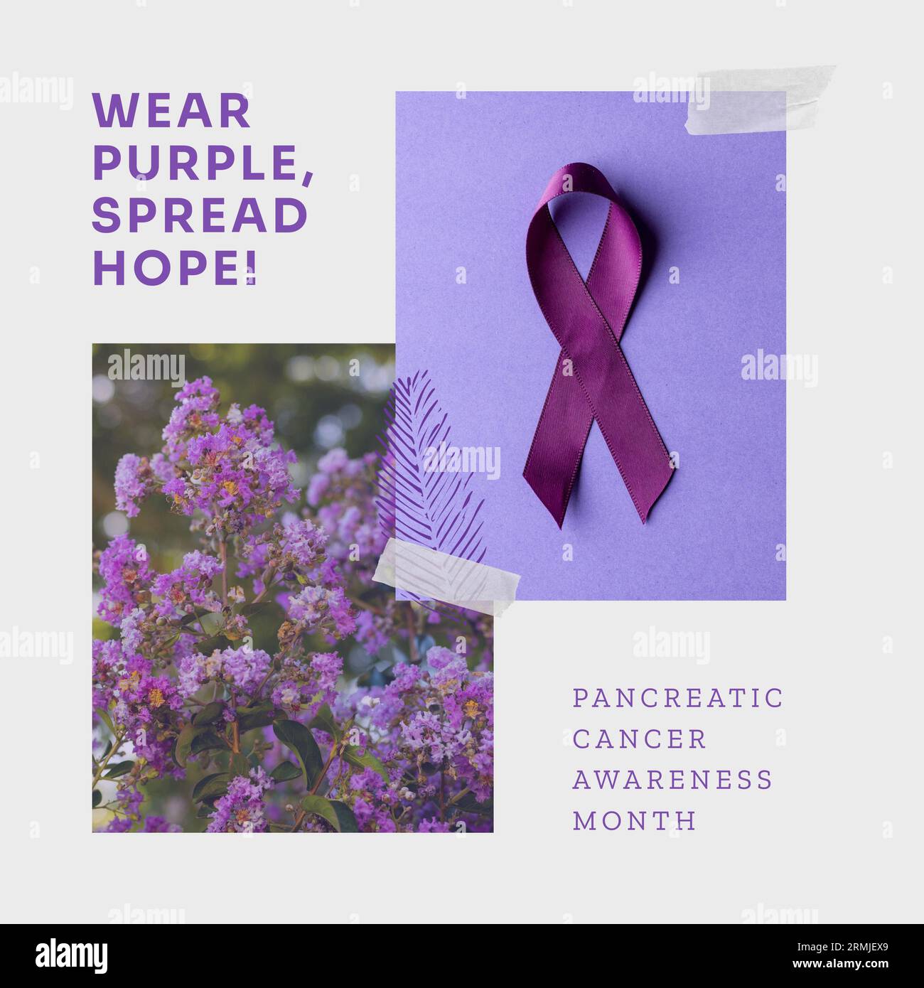Composite of purple awareness ribbon with lavenders and pancreatic ...