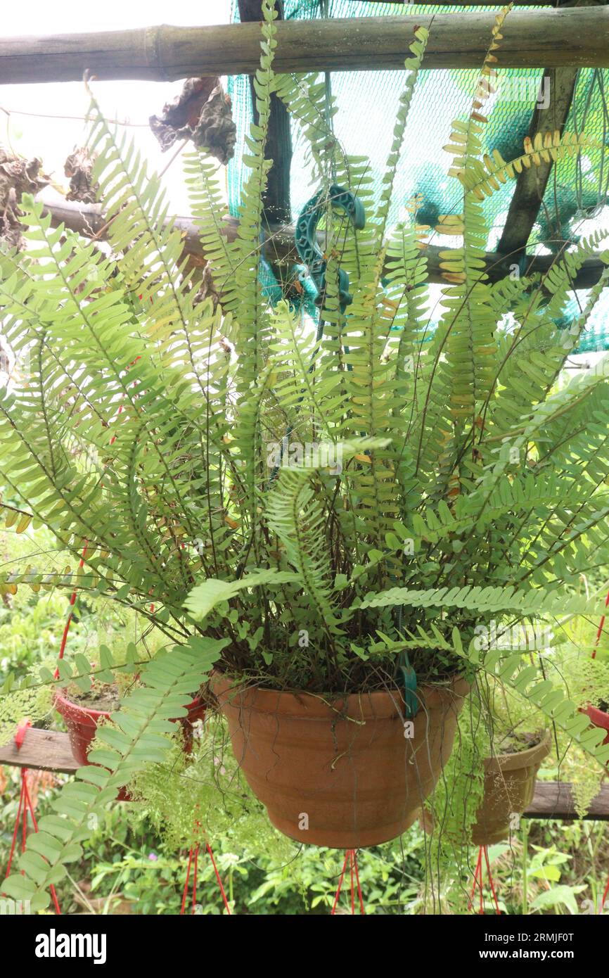 Nephrolepis Cordifolia (Tuber Ladder Fern) tree on hanging pot on farm ...