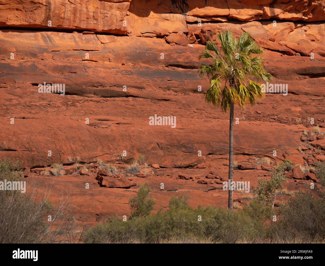 Livistona Palm Tree, Livistona mariae, also known as a red cabbage palm ...