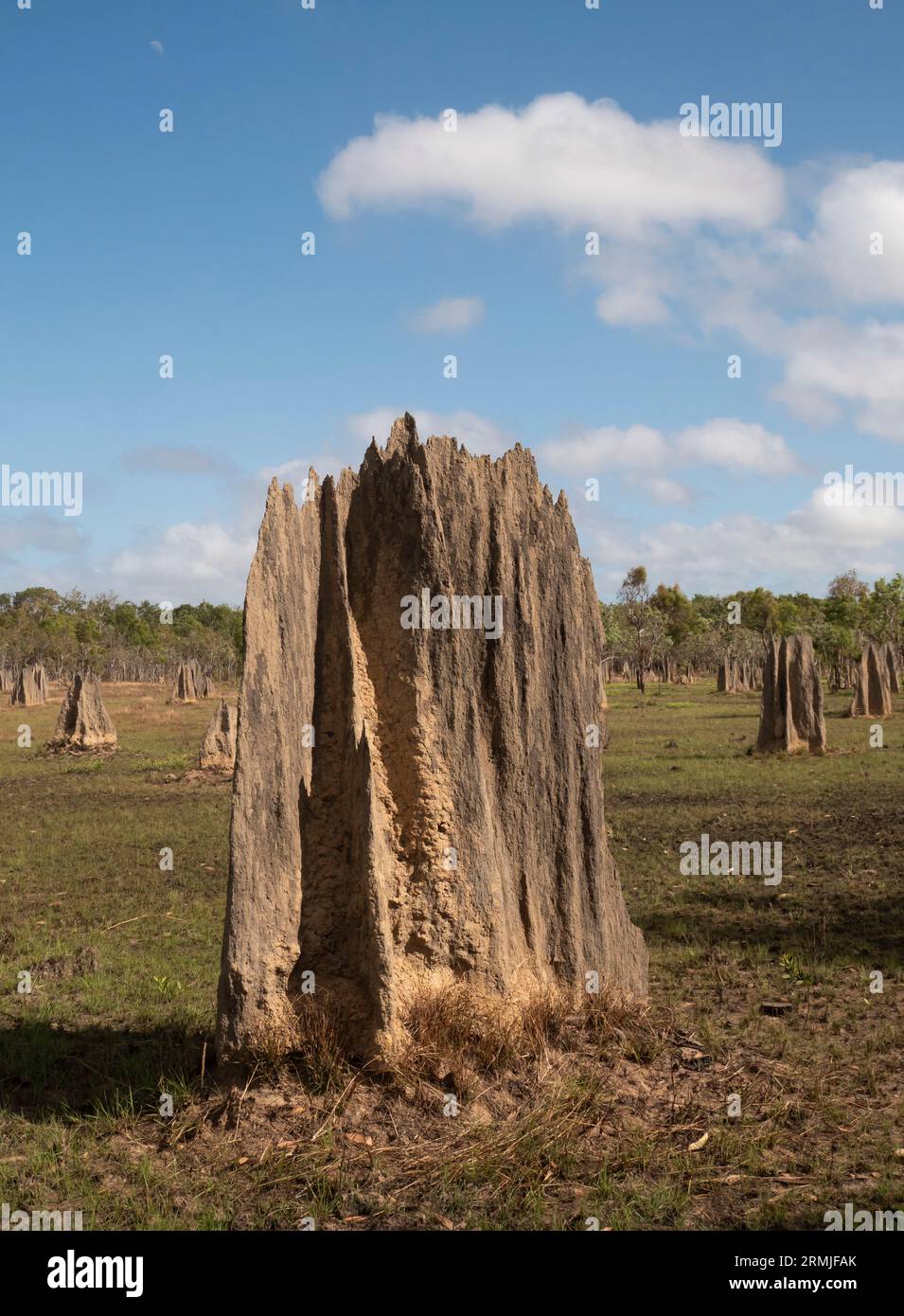 Tall magnetic termite mound pointing north south on Cape York ...
