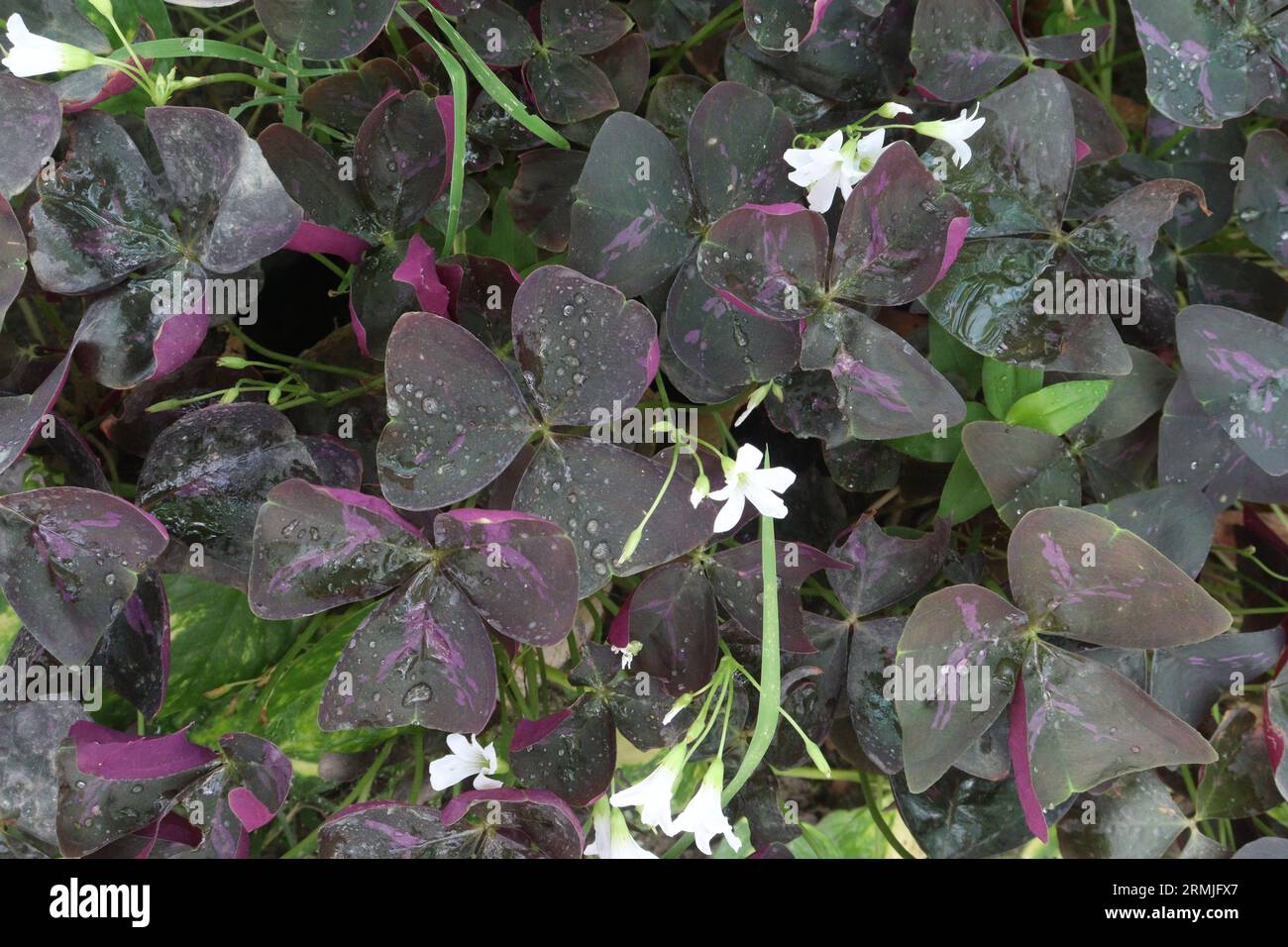 Oxalis triangularis tree on hanging pot on farm for sell are cash crops ...