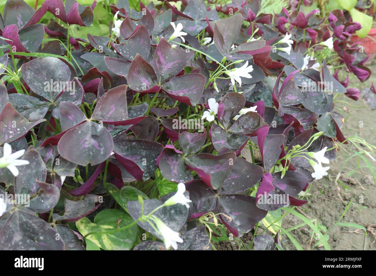 Oxalis triangular hi-res stock photography and images - Alamy