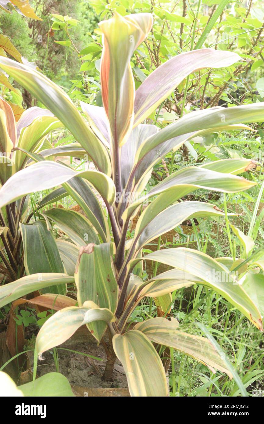Cordyline pink passion hi-res stock photography and images - Alamy