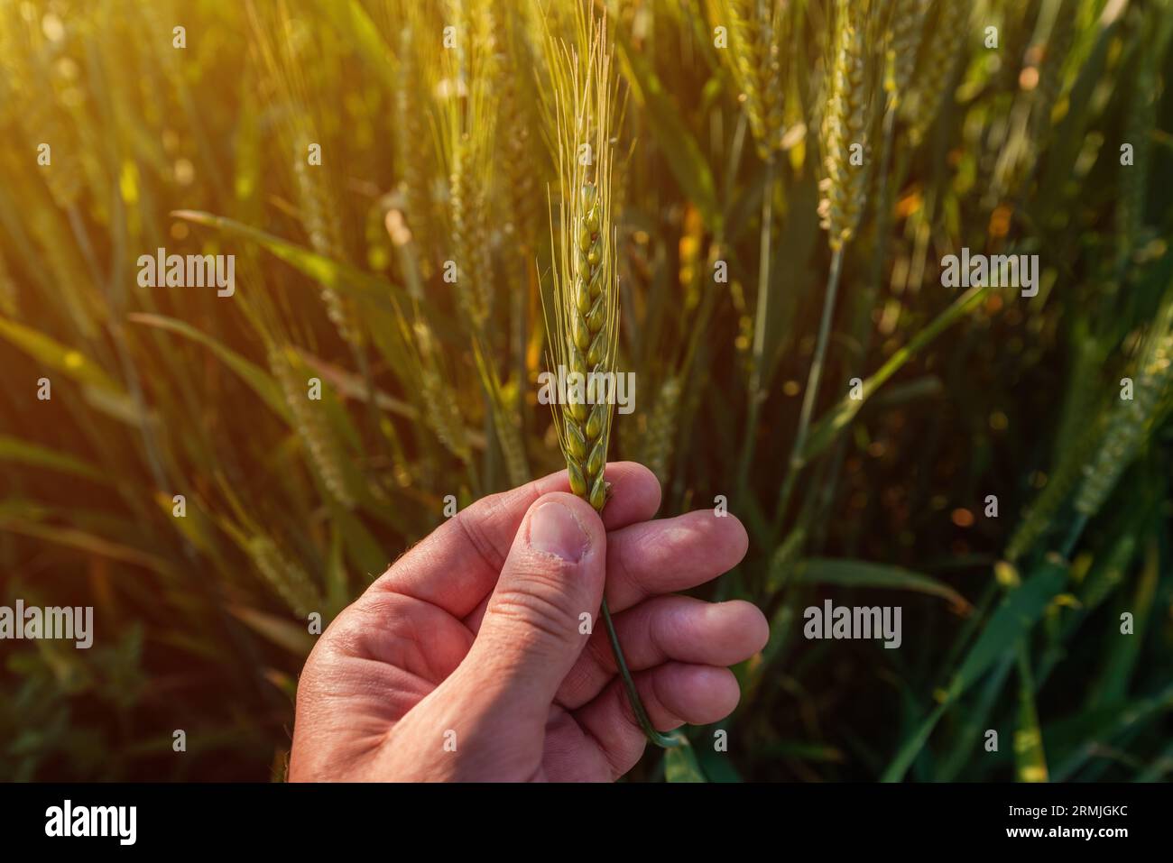 Farm worker examining ear of wheat, control of unripe crops on ...
