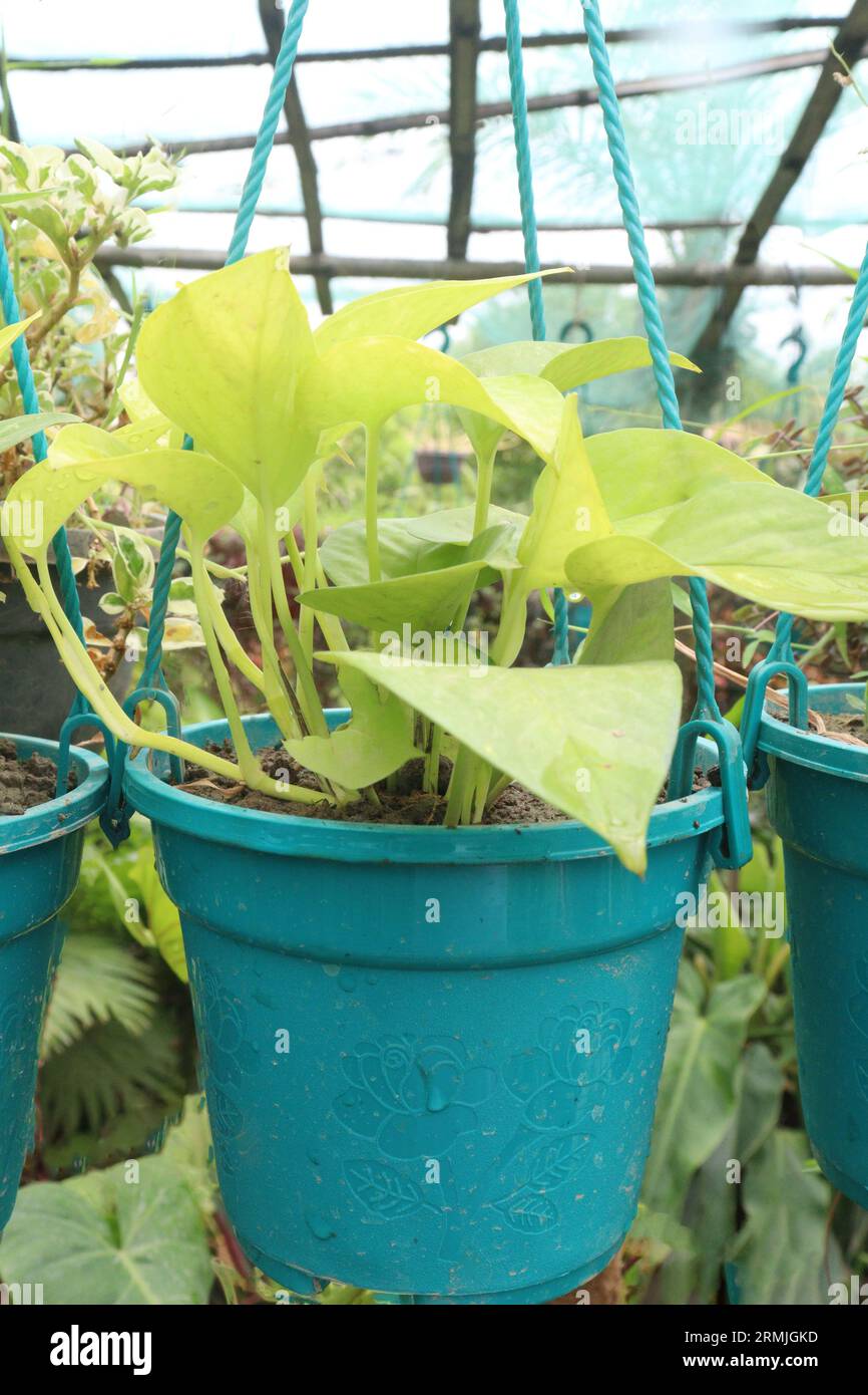 devil's ivy neon plant on hanging pot in farm for sell are cash crops ...