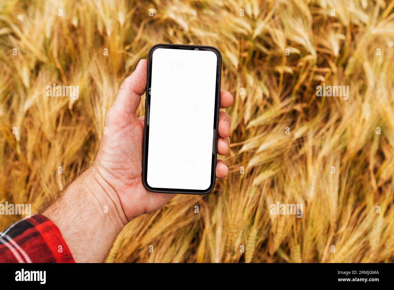 Farmer using smartphone with mockup screen in ripe wheat field, pov ...