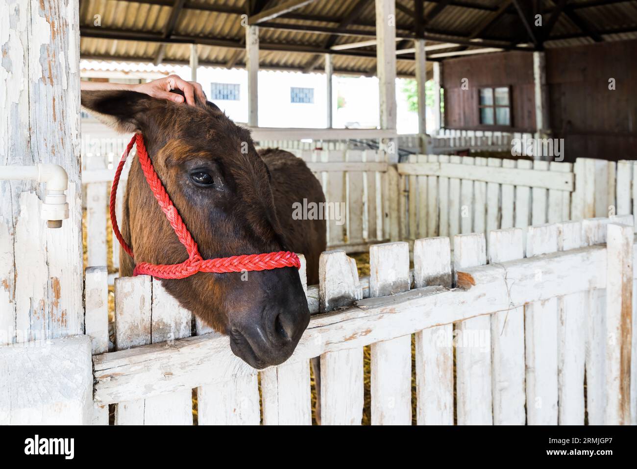 Cuddling donkey hi-res stock photography and images - Alamy