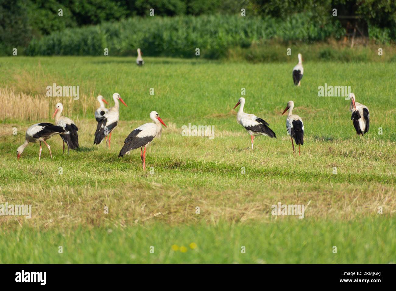 Group white storks resting on hi-res stock photography and images - Alamy