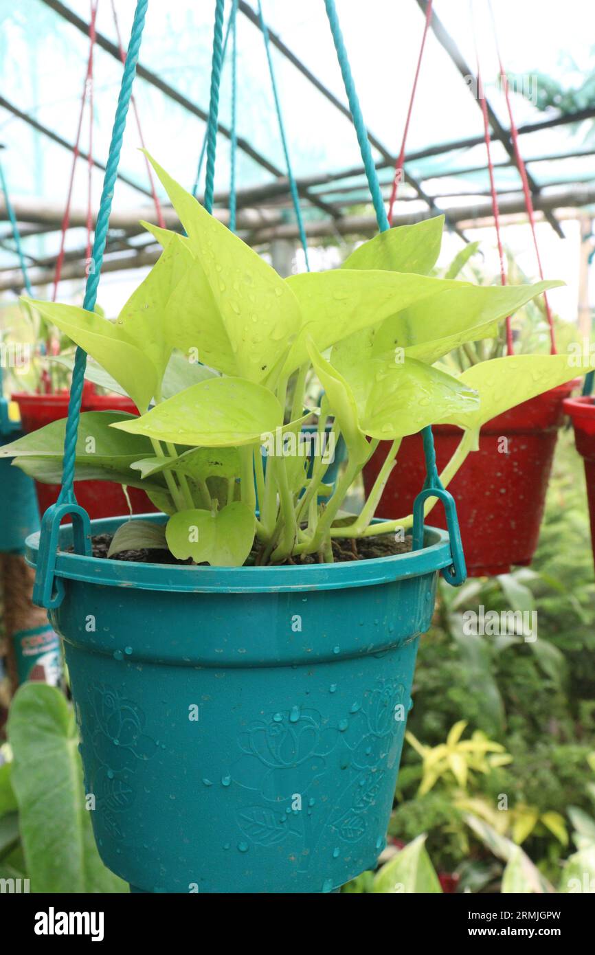 devil's ivy neon plant on hanging pot in farm for sell are cash crops ...