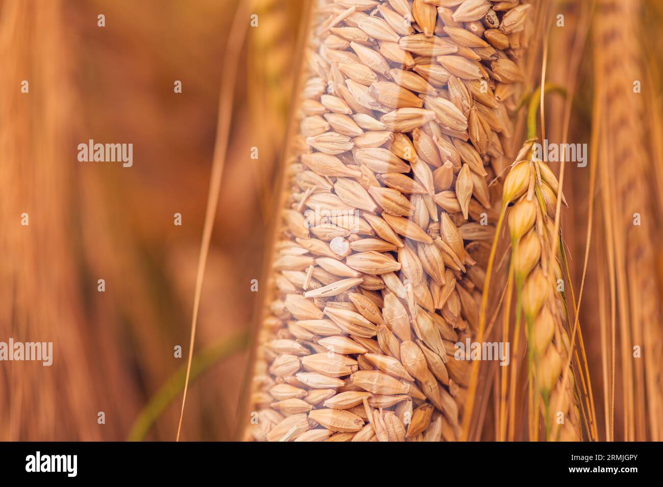 Barley grains in plastic tube as seed sample, selective focus Stock ...