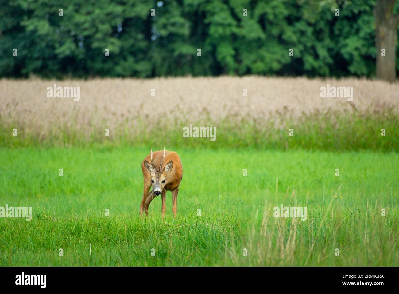 Young male deer in forest hi-res stock photography and images - Alamy