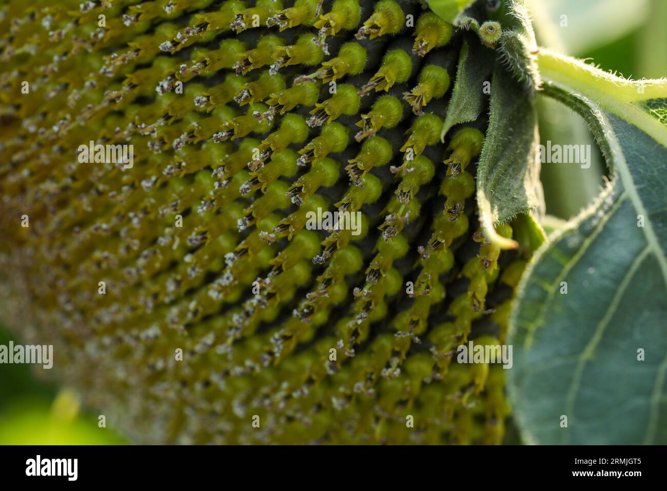 Sunnyfield hi-res stock photography and images - Alamy