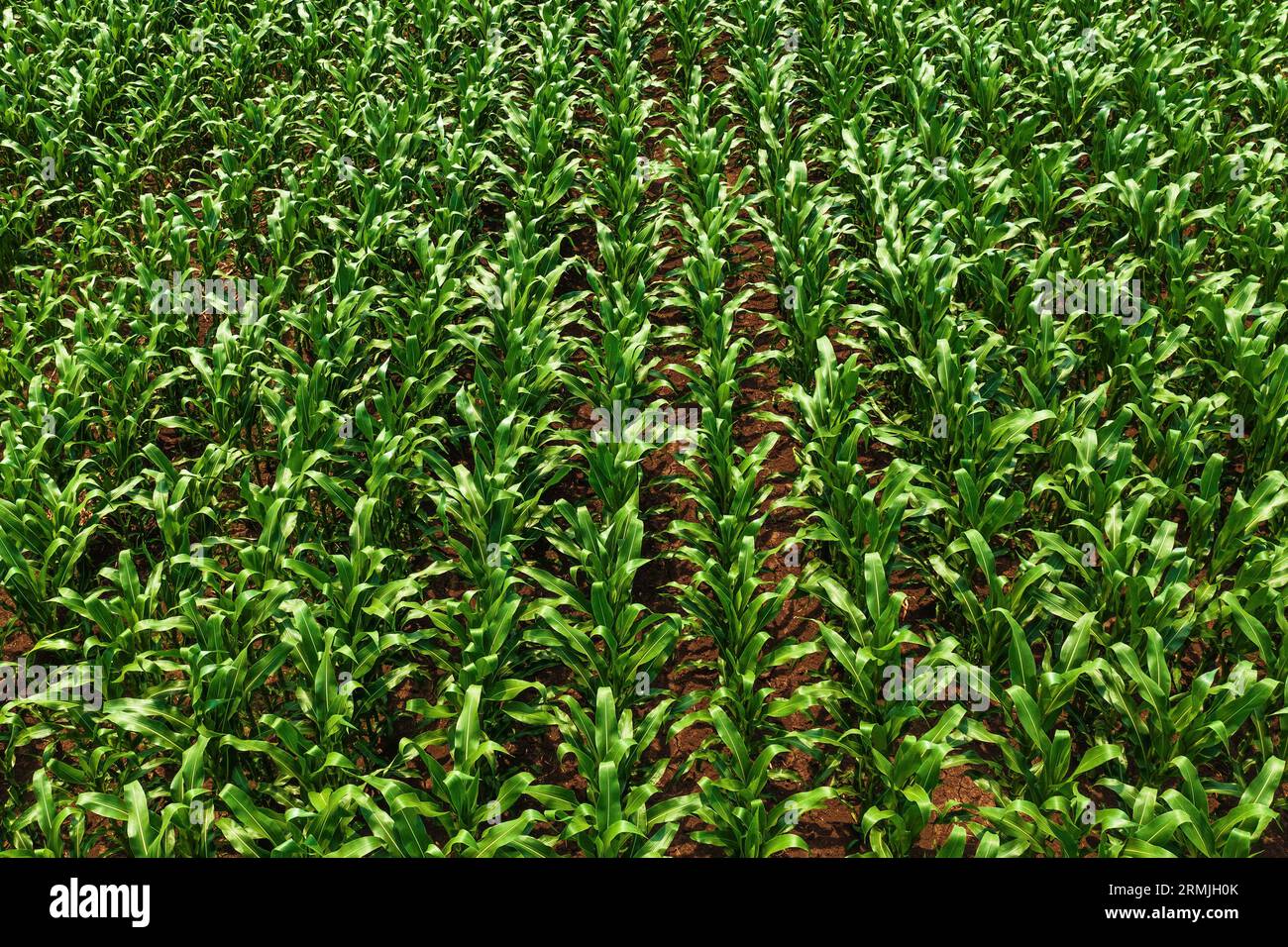 Aerial view green corn field hi-res stock photography and images - Alamy