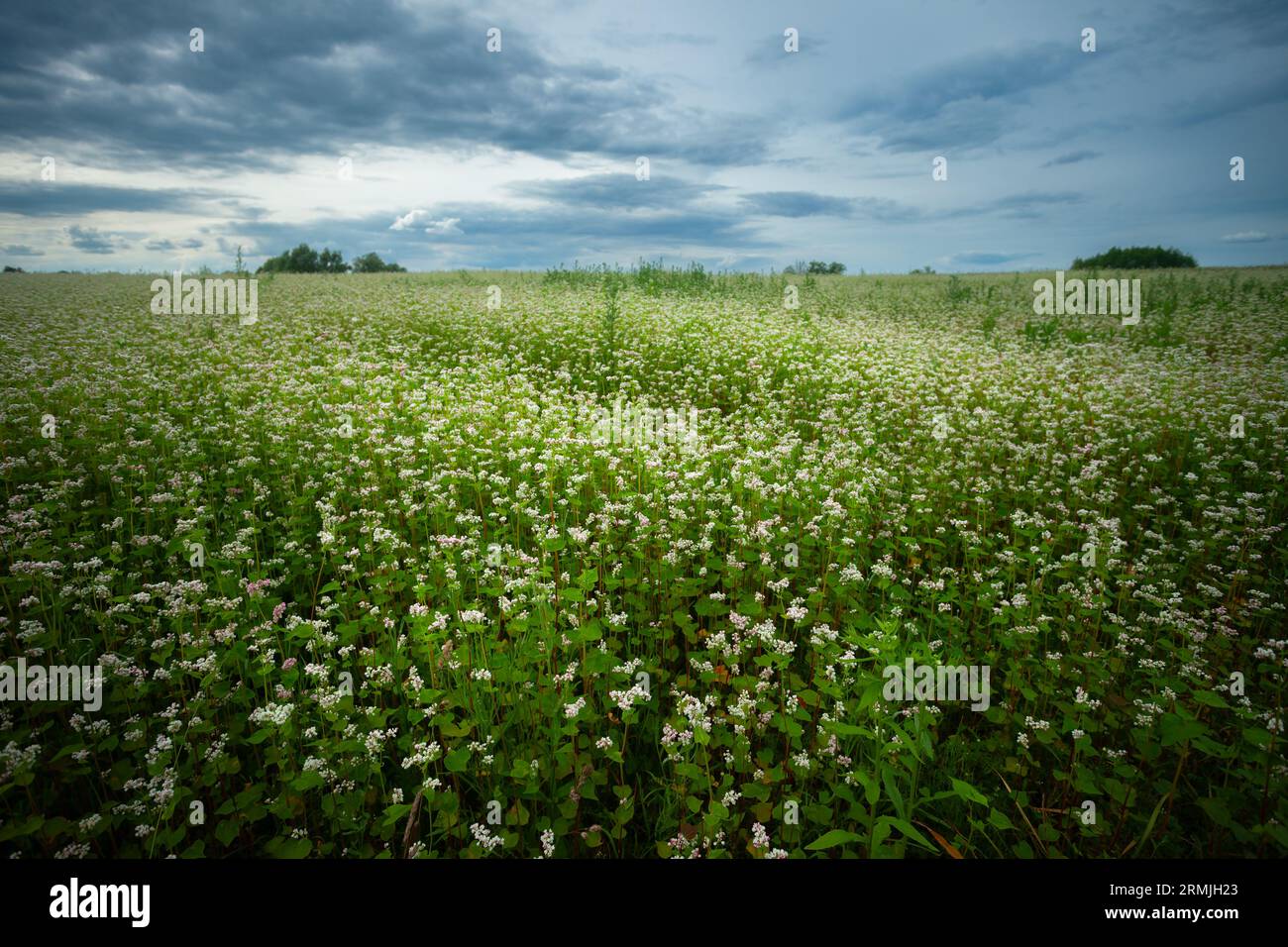 Buckwheat field hi-res stock photography and images - Alamy