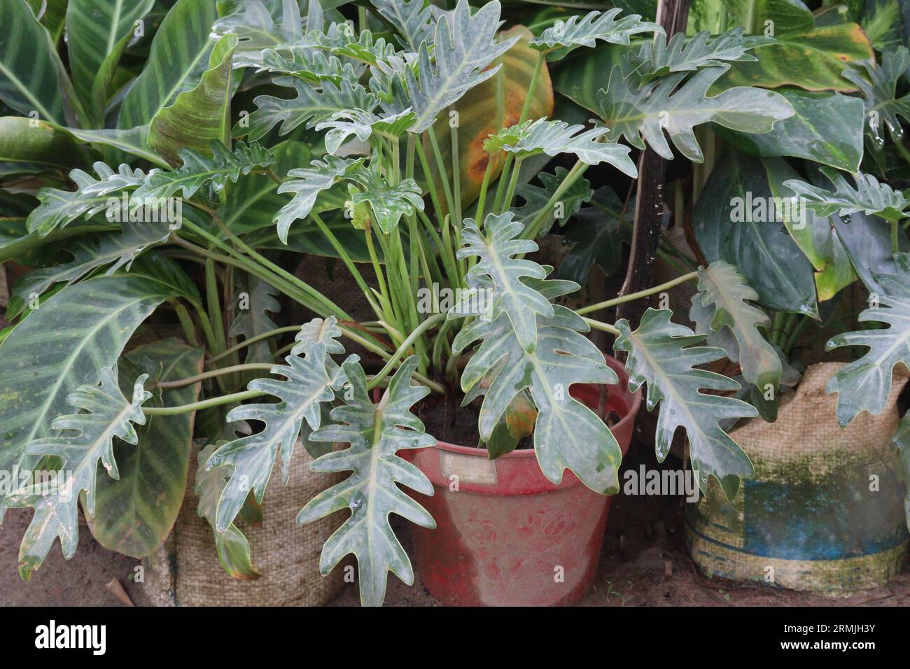 Thaumatophyllum xanadu plant on pot in farm for cultivated and are cash ...