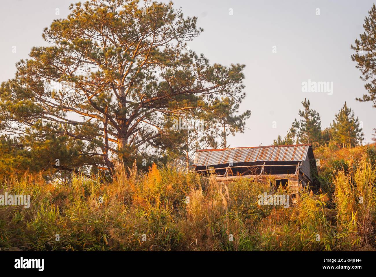 Some landscape images of agricultural activities in Lam Dong Lam Dong ...