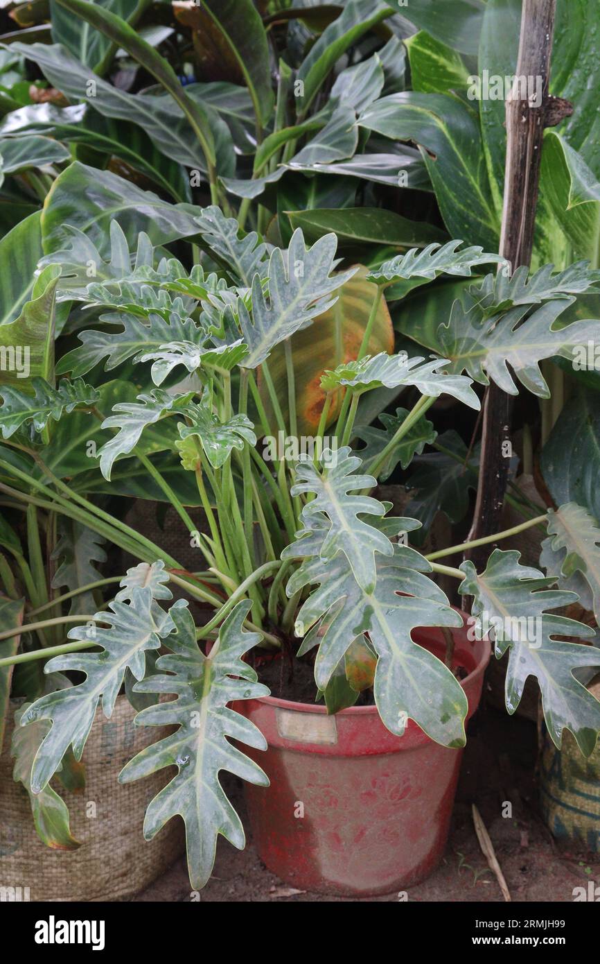 Thaumatophyllum xanadu plant on pot in farm for cultivated and are cash ...