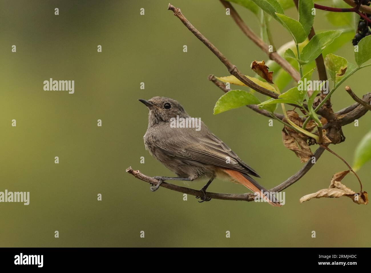 Black redstart female (Phoenicurus ochruros) on black elderberry Stock ...