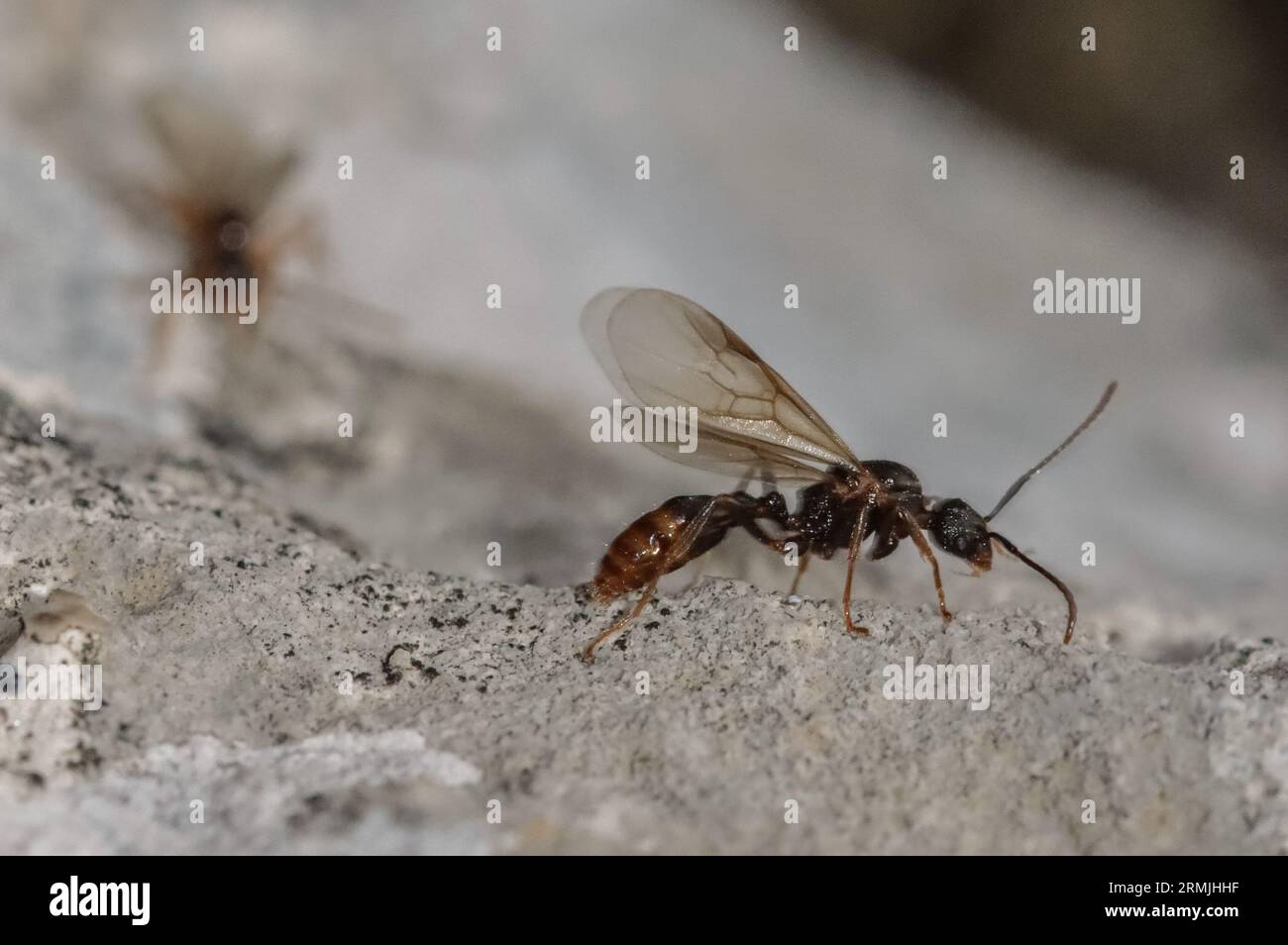 Fourmi volante hi-res stock photography and images - Alamy