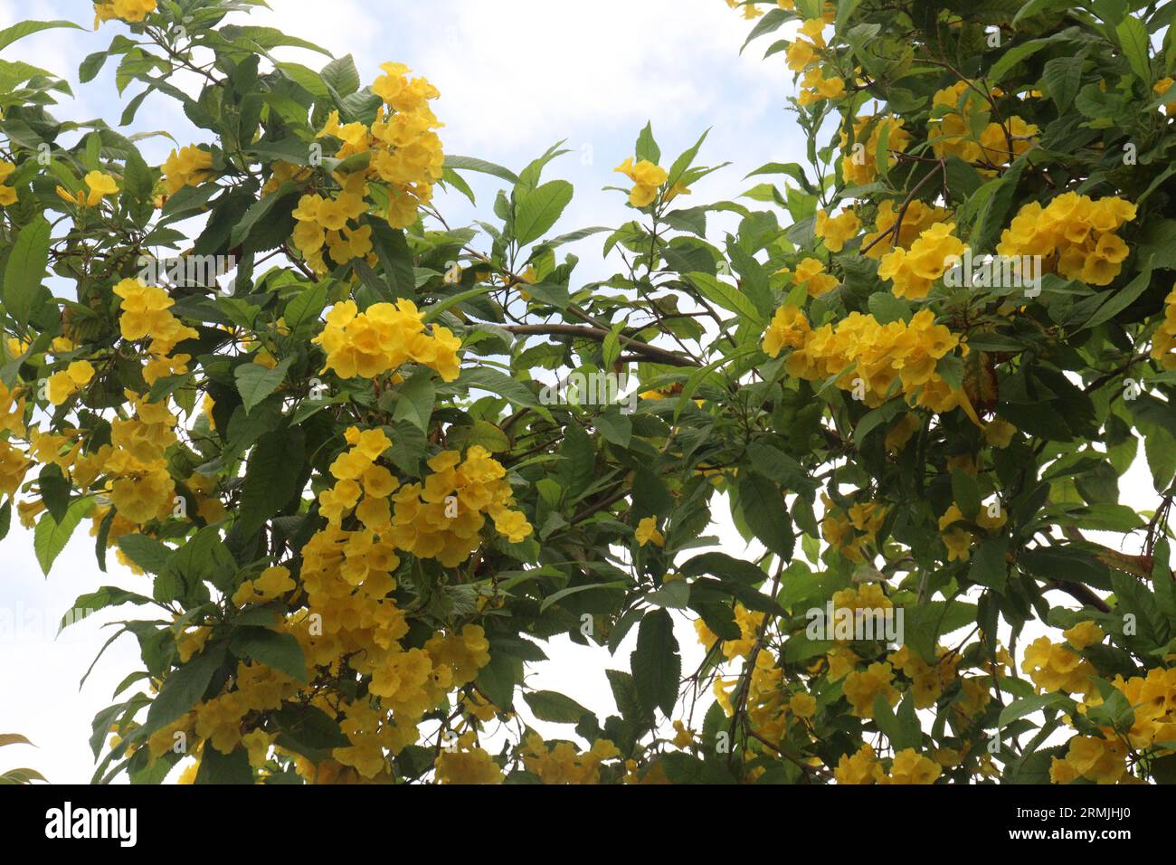 Yellow elder flower plant on farm for harvest are cash crops Stock ...