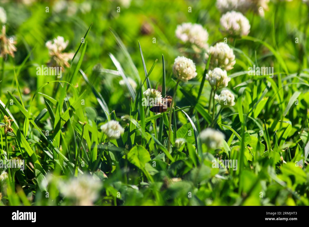 Wildflowers and pollination and pollinators hi-res stock photography ...