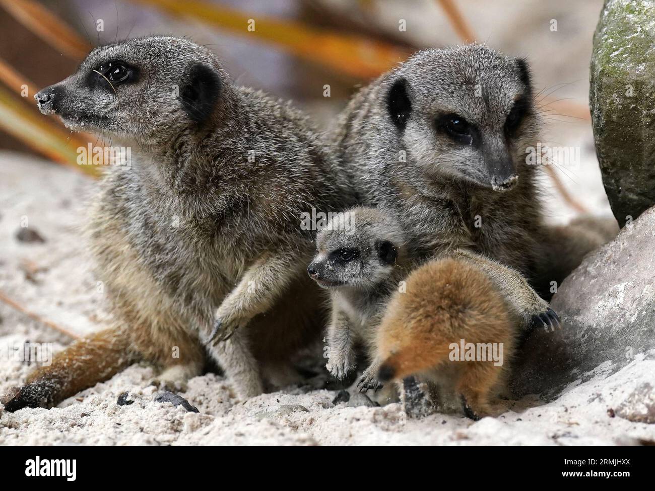 Newborn meerkat pup Emmie explores the meerkat enclosure at Blair ...