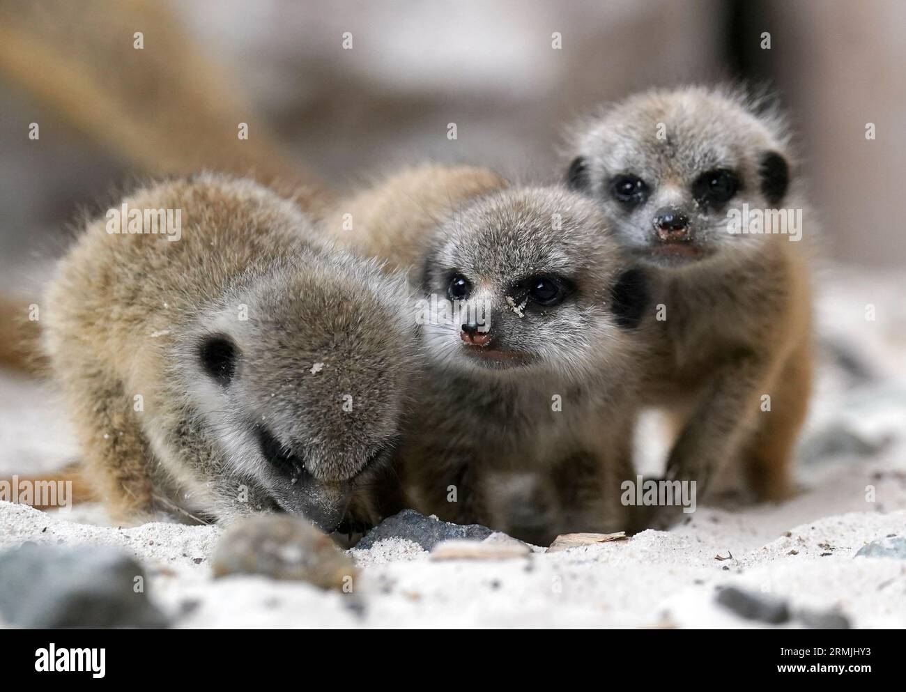 Newborn meerkat pups Busta, Missy and Emmie at Blair Drummond Safari ...