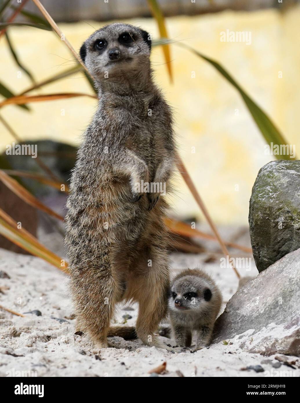 Newborn meerkat pup Emmie in the meerkat enclosure at Blair Drummond ...