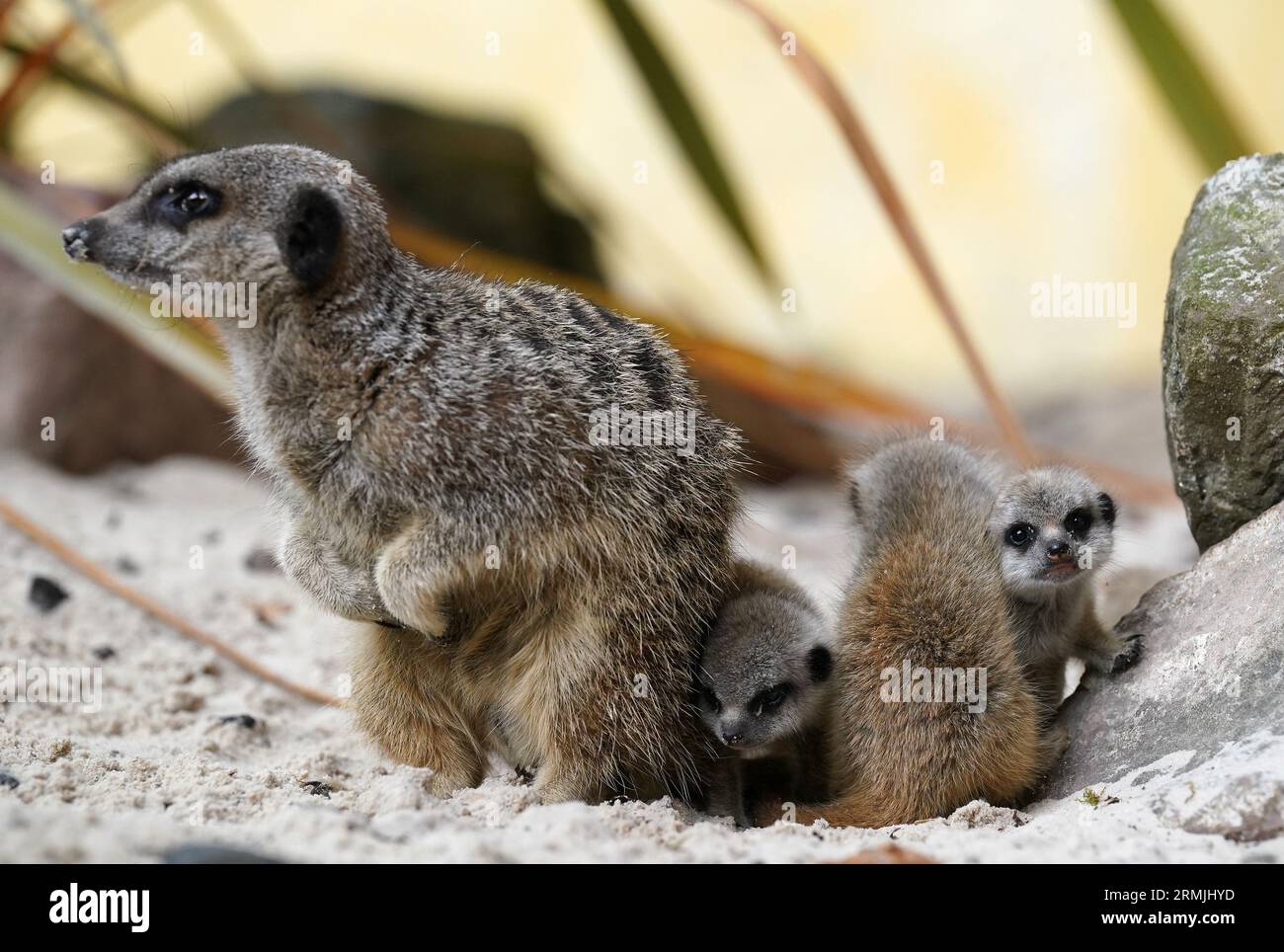 Newborn meerkat pups Busta, Missy and Emmie at Blair Drummond Safari ...