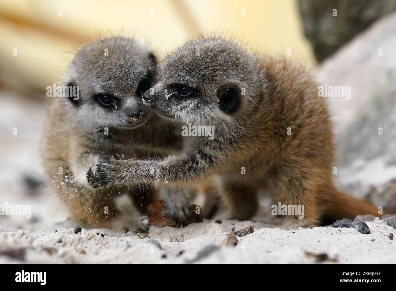 Newborn meerkat pups Busta and Missy at Blair Drummond Safari and ...