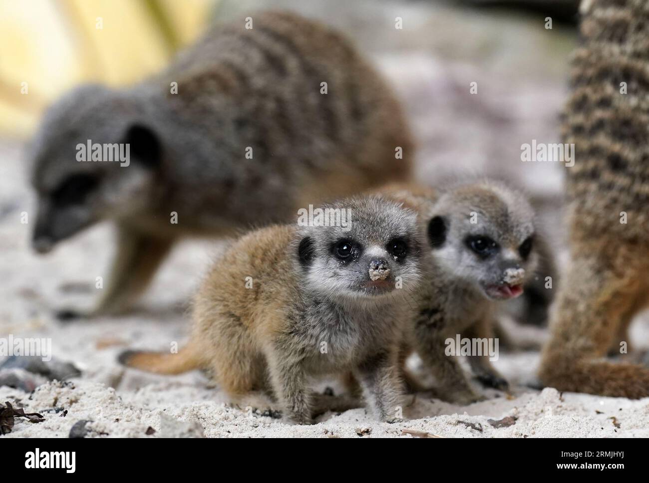 Newborn meerkat pups Busta and Missy at Blair Drummond Safari and ...