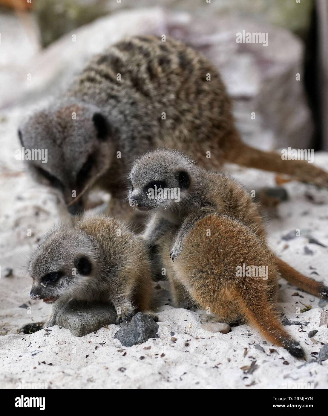 Newborn meerkat pups pups Busta, Missy and Emmie at Blair Drummond ...