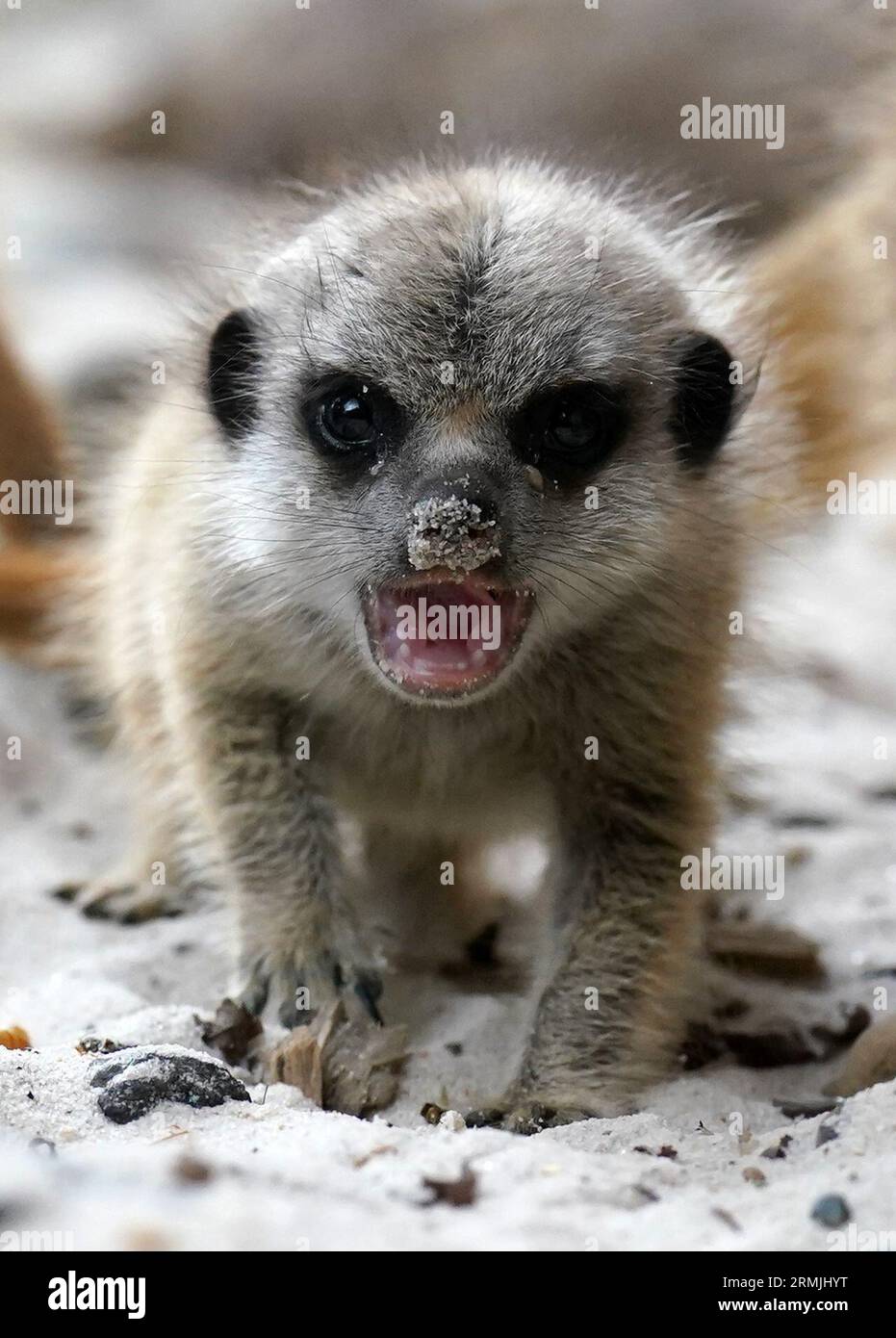Newborn meerkat pup Busta explores the meerkat enclosure at Blair ...