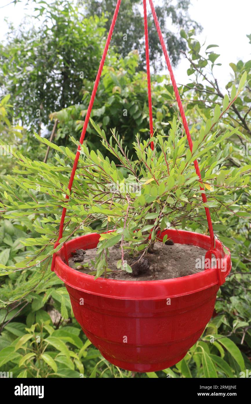 Phyllanthus myrtifolius tree plant on farm for harvest are cash crops ...