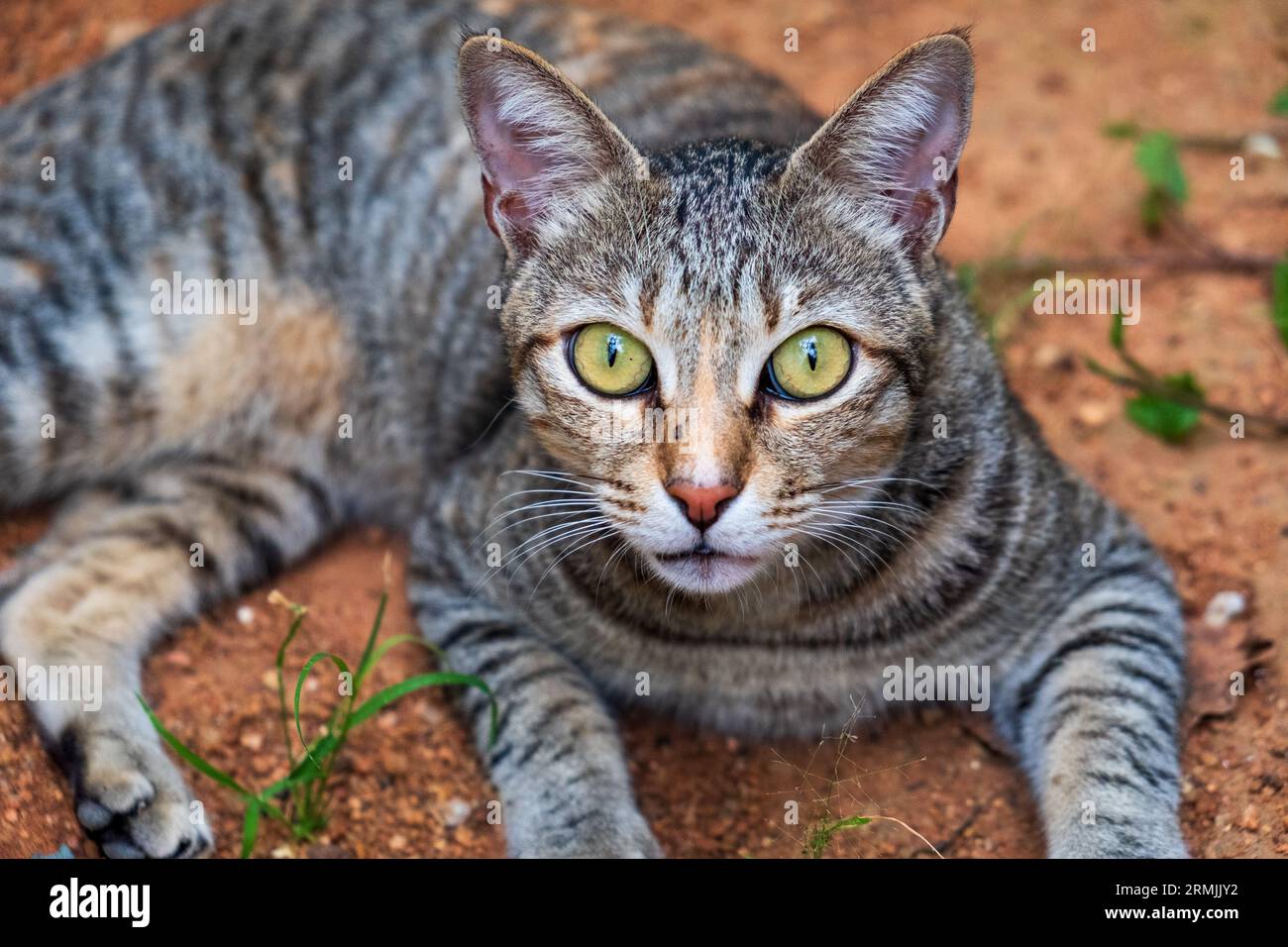 Noble tabby cat hi-res stock photography and images - Alamy