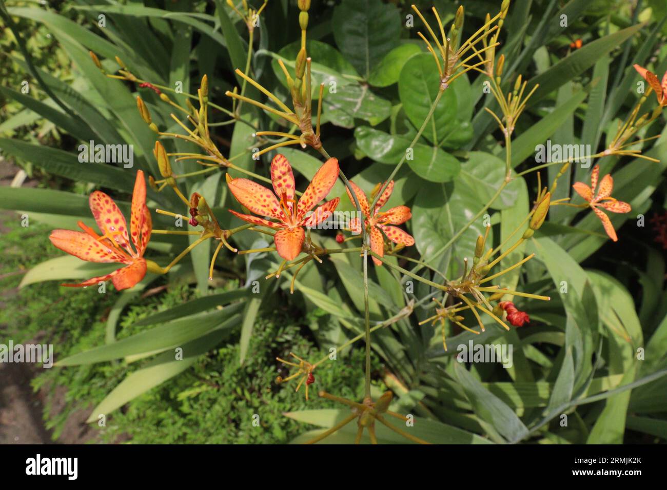 Blackberry Lily is analgesic, antibacterial, antifungal, anti ...