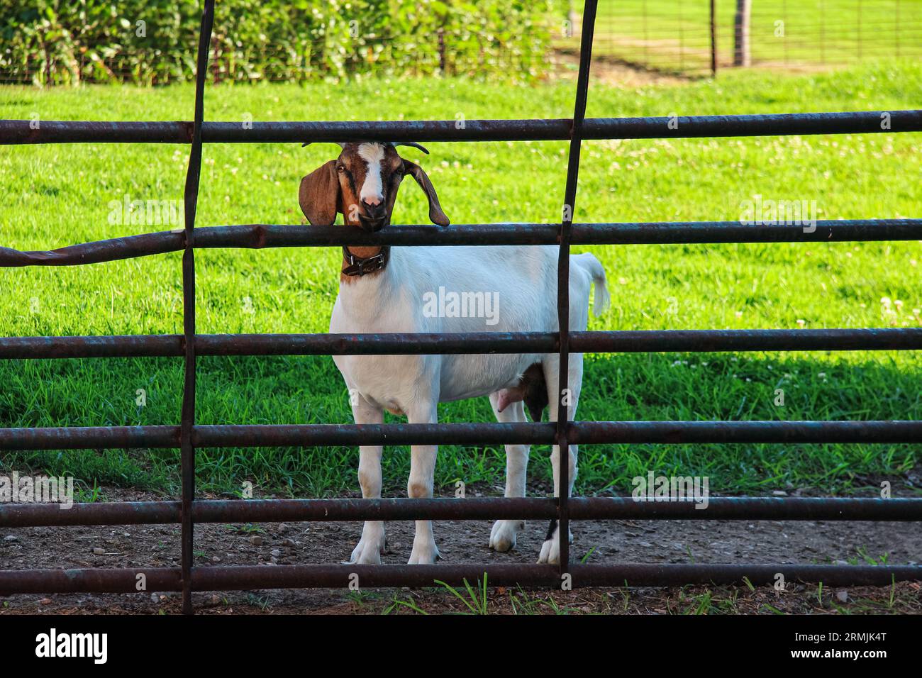 A goat sticking its head through a gate. The goat is a white Boer goat ...