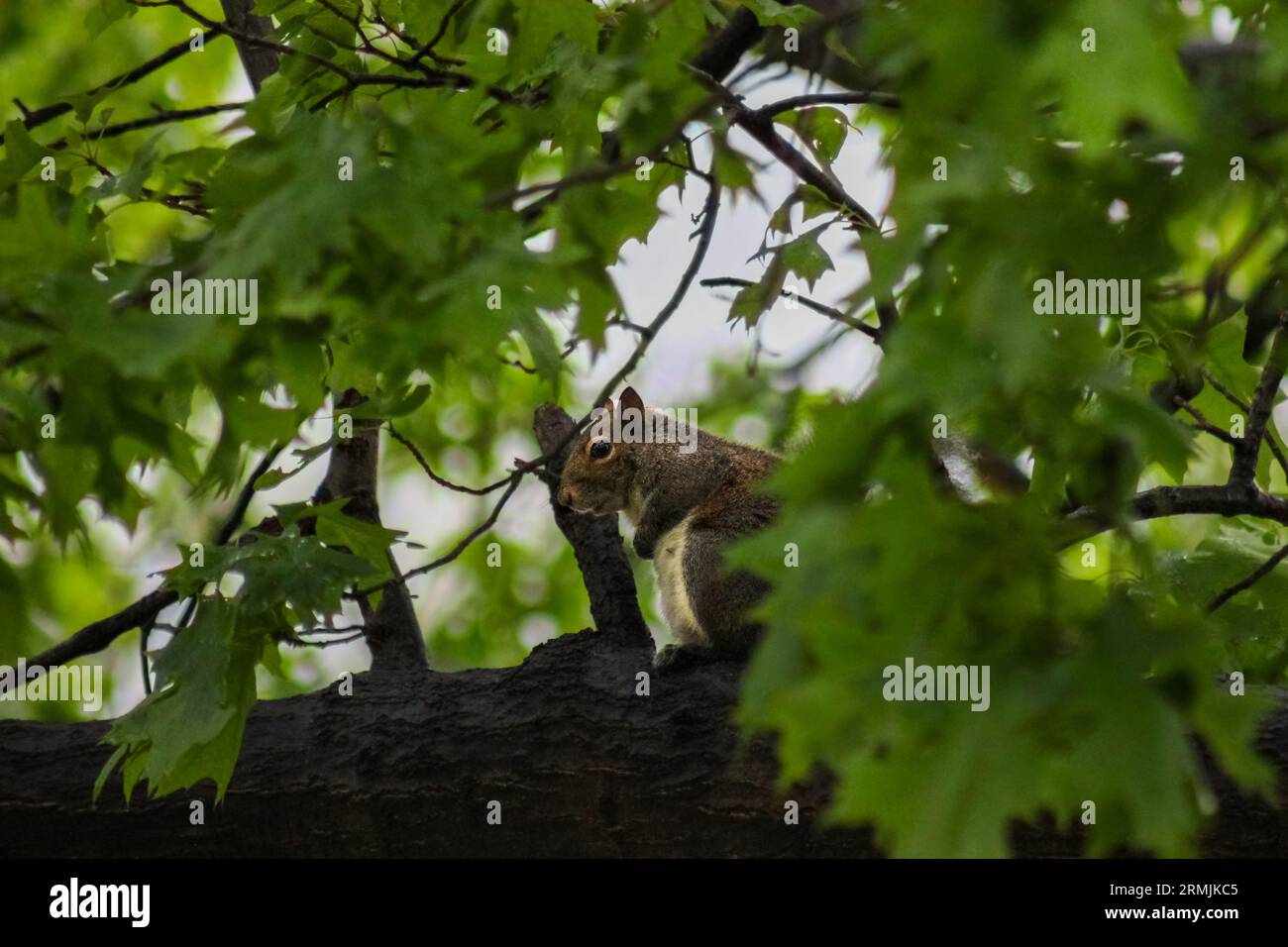 Green friendly ai hi-res stock photography and images - Alamy