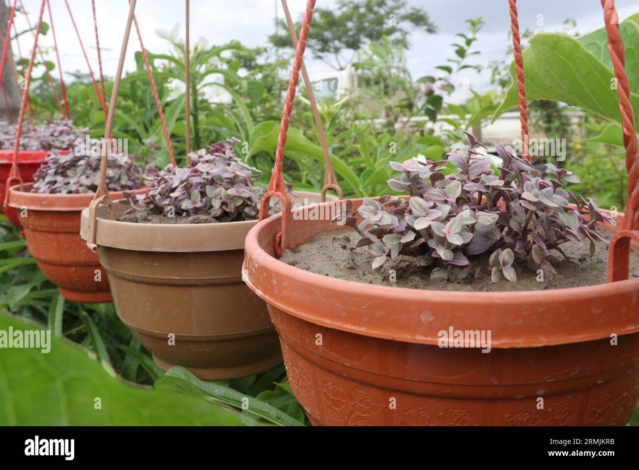 Callisia tree on hanging pot in farm for sell are cash crops Stock ...