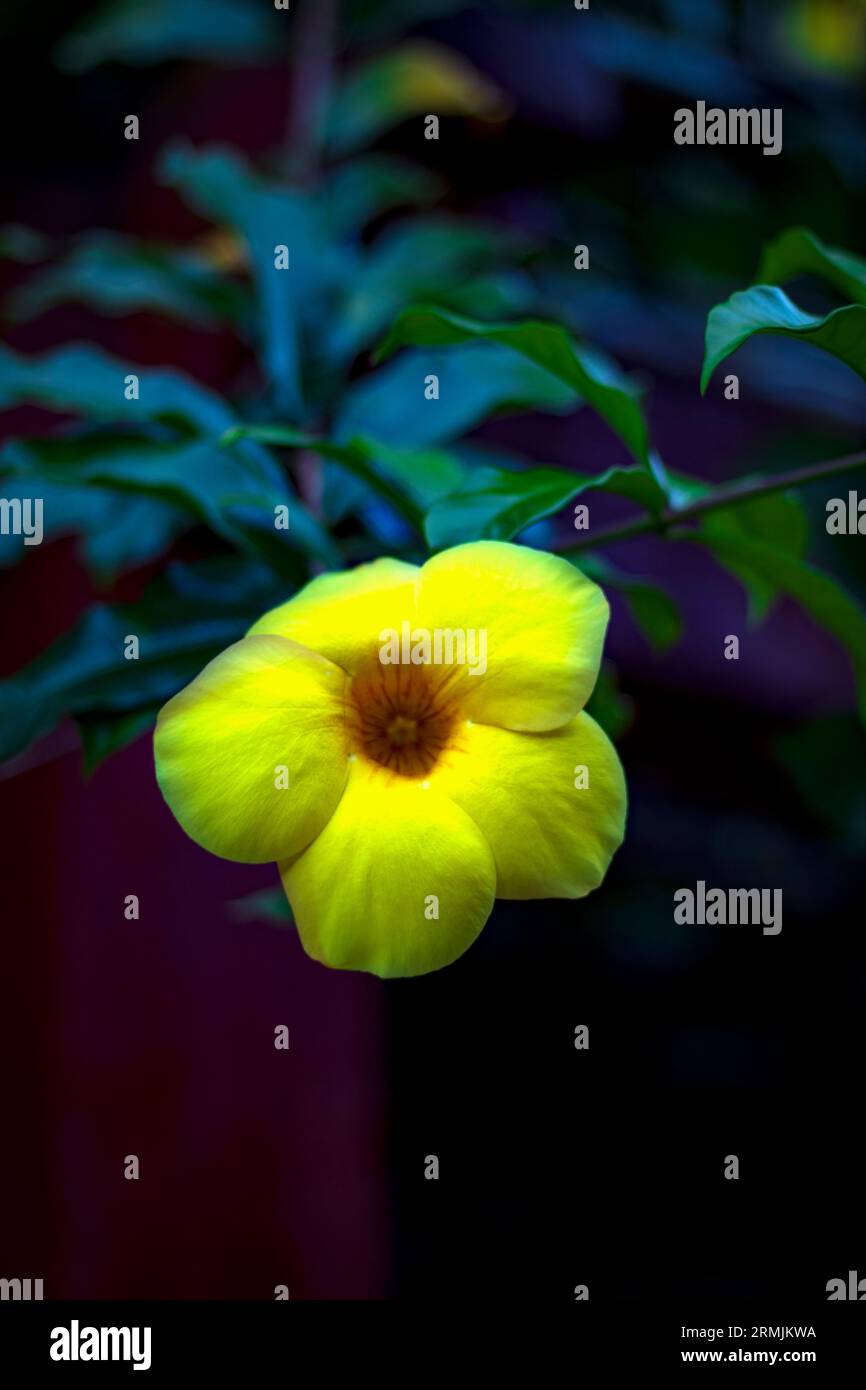 Allamanda flower hi-res stock photography and images - Alamy