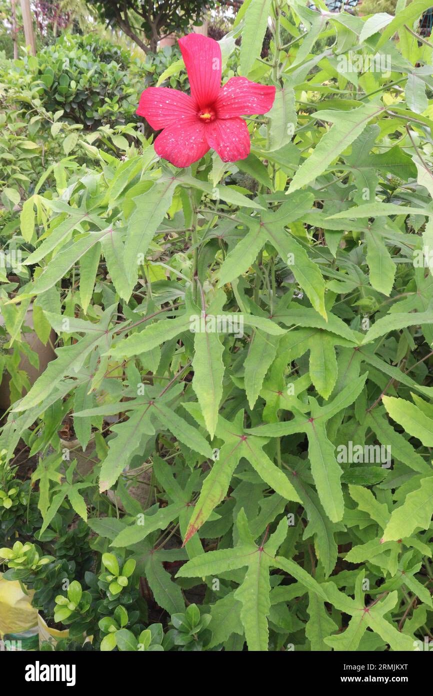 red swamp rose mallow flower plant on farm for harvest are cash crops ...